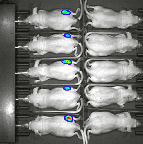 機種 | IVIS Imaging System | 取扱製品 | 創薬研究機器・装置 | 住商ファーマインターナショナル株式会社