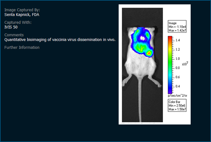イメージギャラリー | IVIS Imaging System | 取扱製品 | 創薬研究機器・装置 | 住商ファーマインターナショナル株式会社