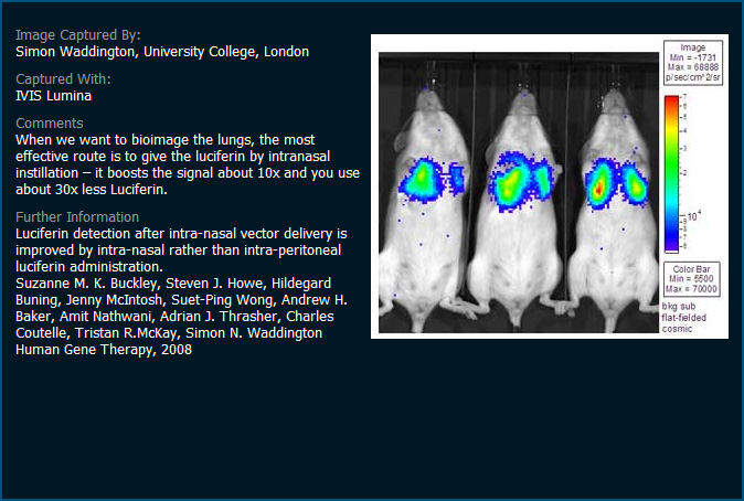 イメージギャラリー | IVIS Imaging System | 取扱製品 | 創薬研究機器・装置 | 住商ファーマインターナショナル株式会社